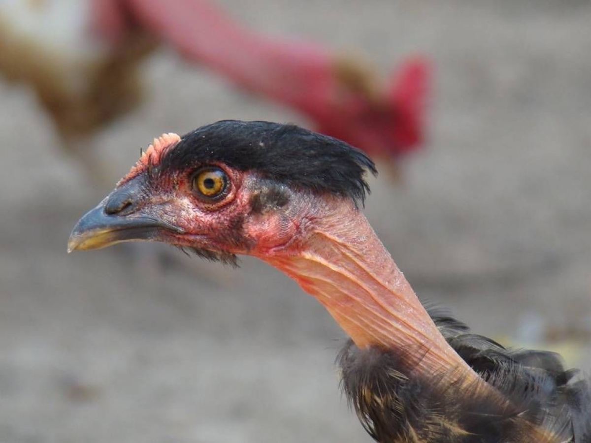 Galinha Do Pescoço Depenado - RETOEDU